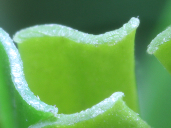 Artificial Grass Orlando, FL | Top Quality Synthetic Turf Installation